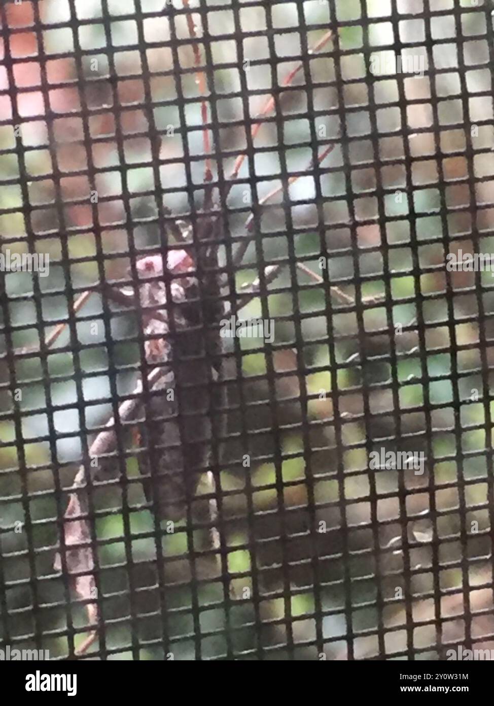 Leaf-footed Bugs (Coreidae) Insecta Stock Photo - Alamy