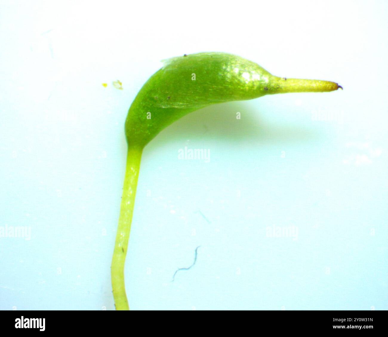 tangled thread moss (Hygroamblystegium varium) Plantae Stock Photo - Alamy