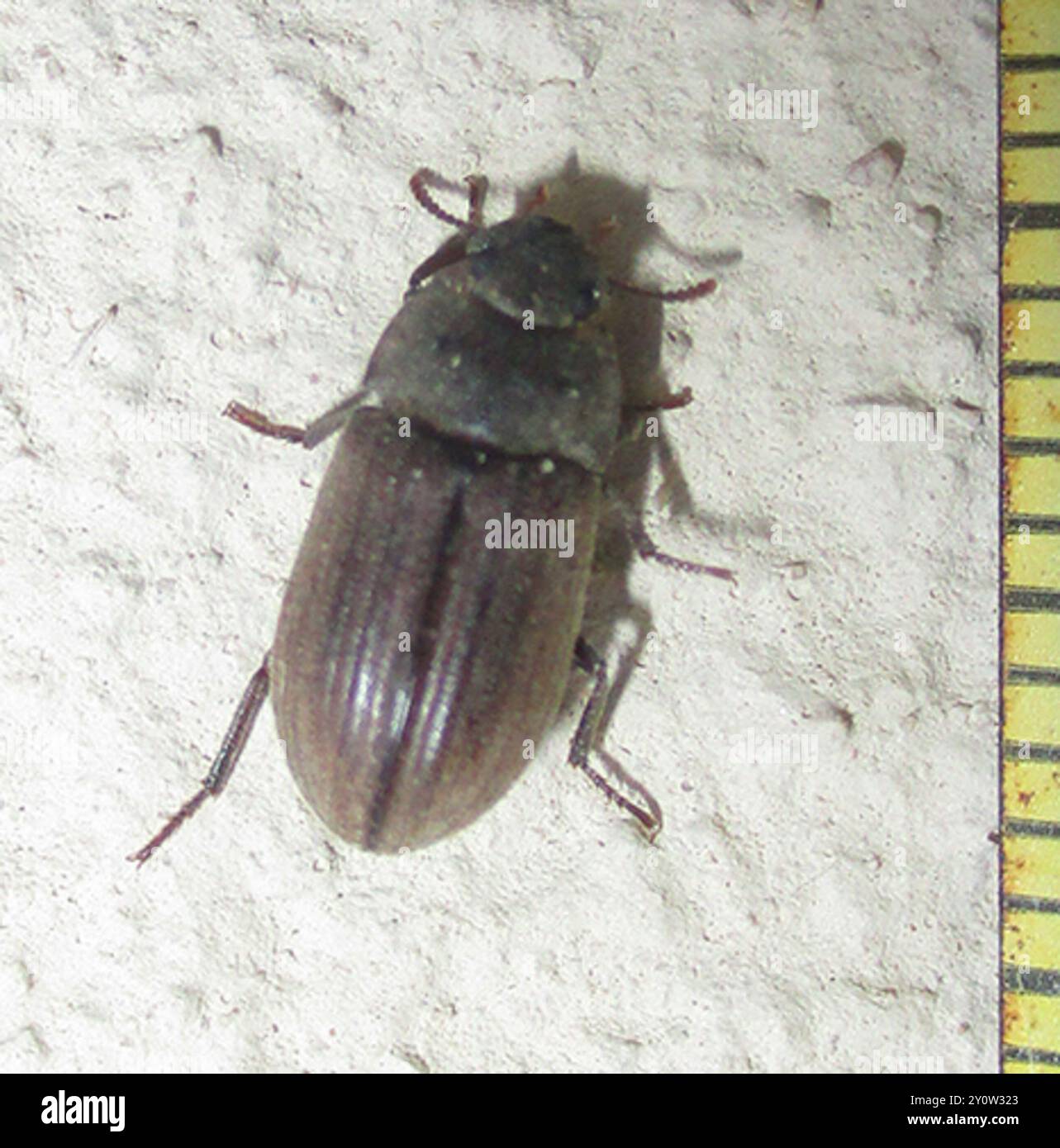 Dusty Surface Beetles (Gonocephalum) Insecta Stock Photo - Alamy