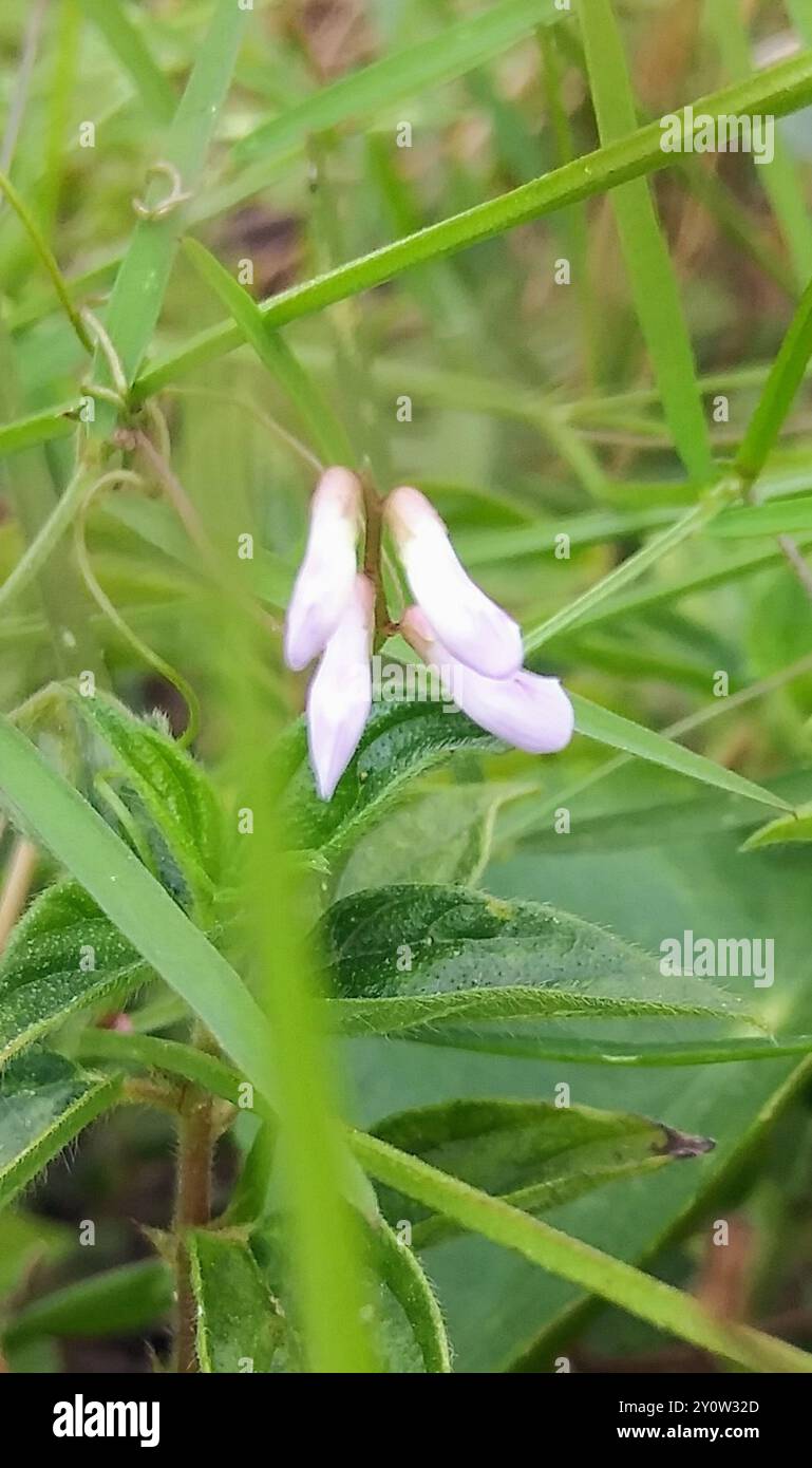 Fourleaf Vetch (Vicia acutifolia) Plantae Stock Photo - Alamy
