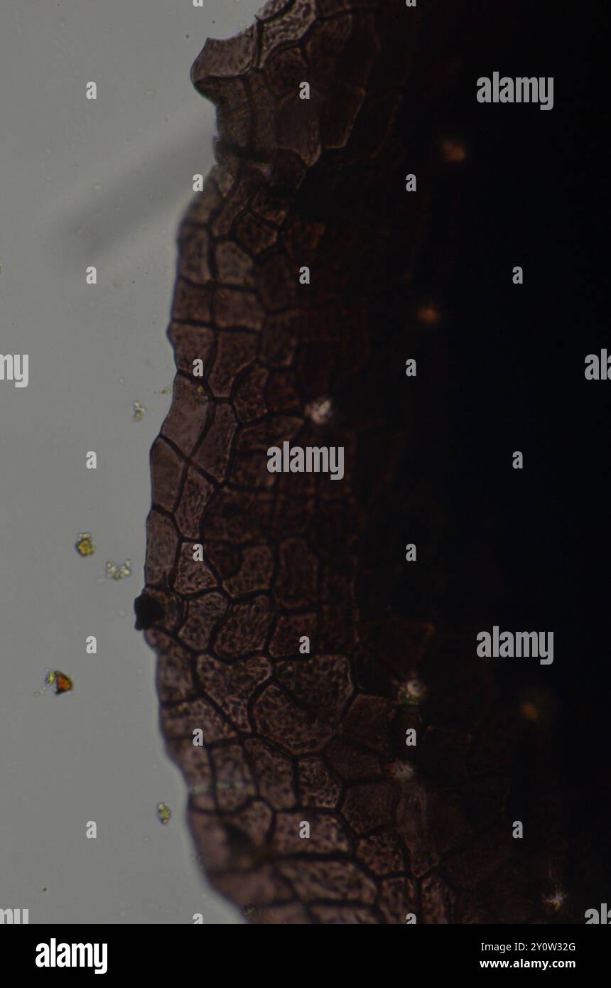 California asterella (Asterella californica) Plantae Stock Photo - Alamy
