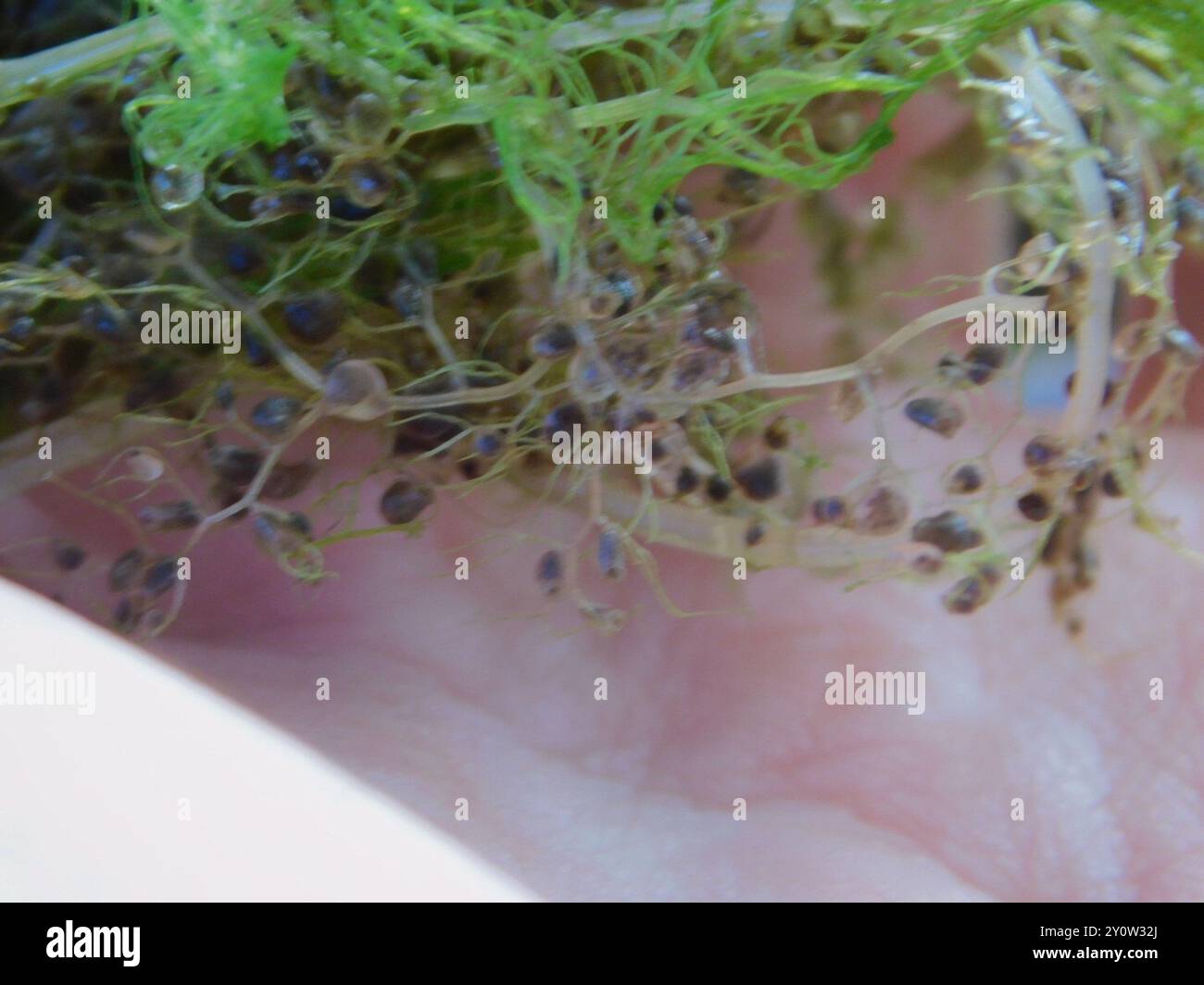 swollen bladderwort (Utricularia inflata) Plantae Stock Photo - Alamy