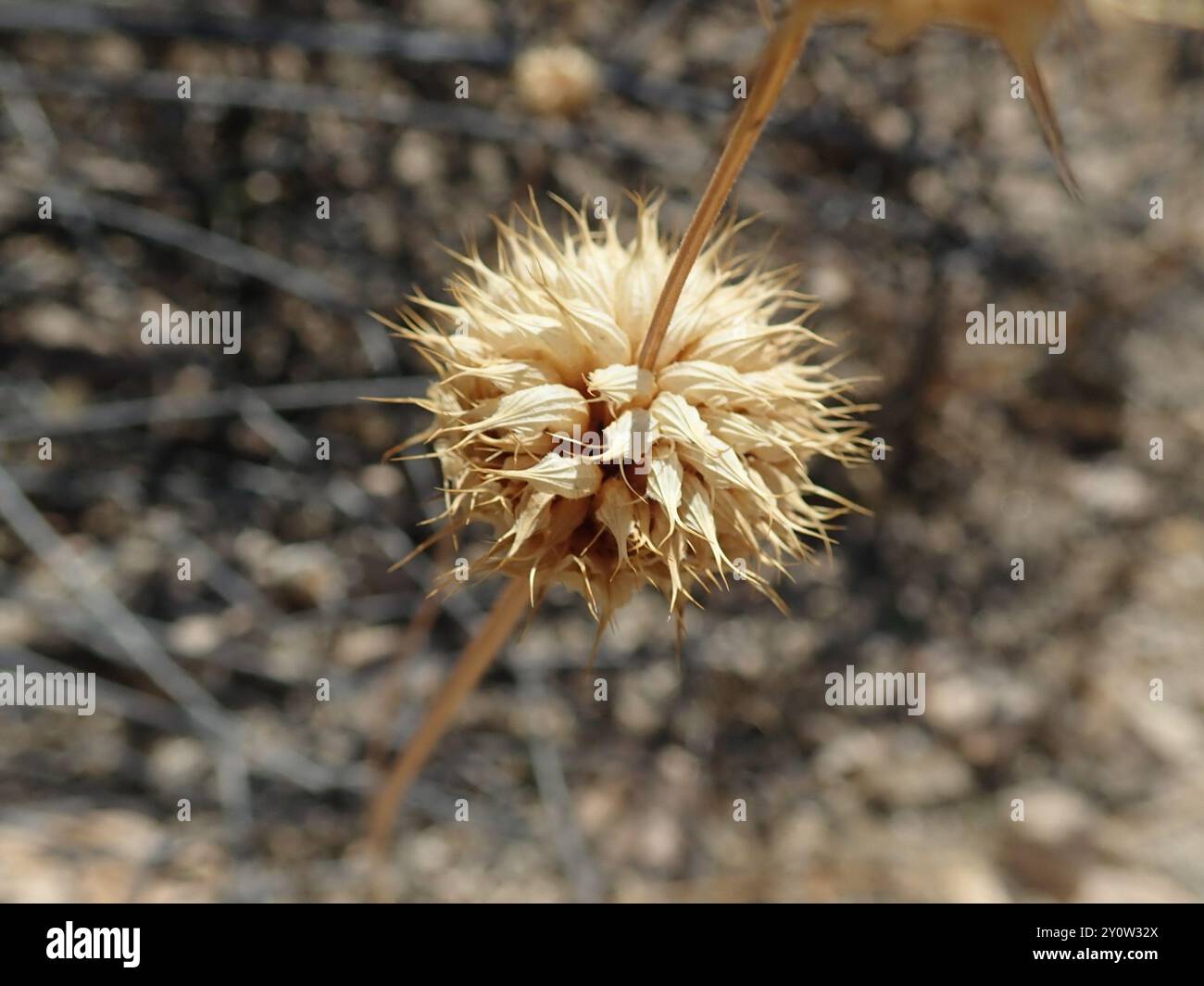 Chia (Salvia columbariae) Plantae Stock Photo - Alamy
