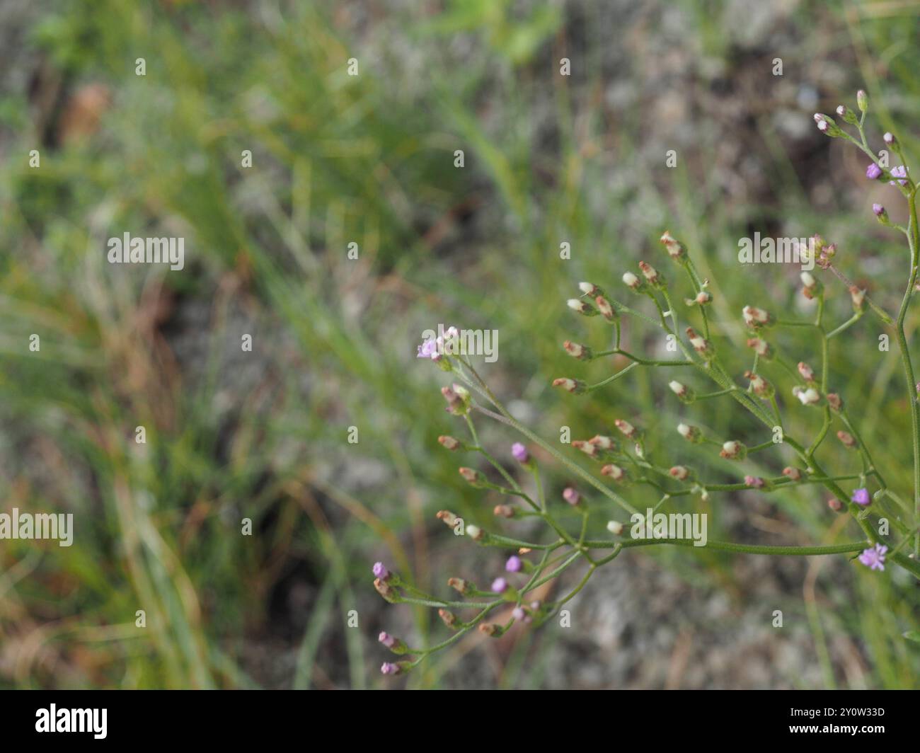 little ironweed (Cyanthillium cinereum) Plantae Stock Photo - Alamy