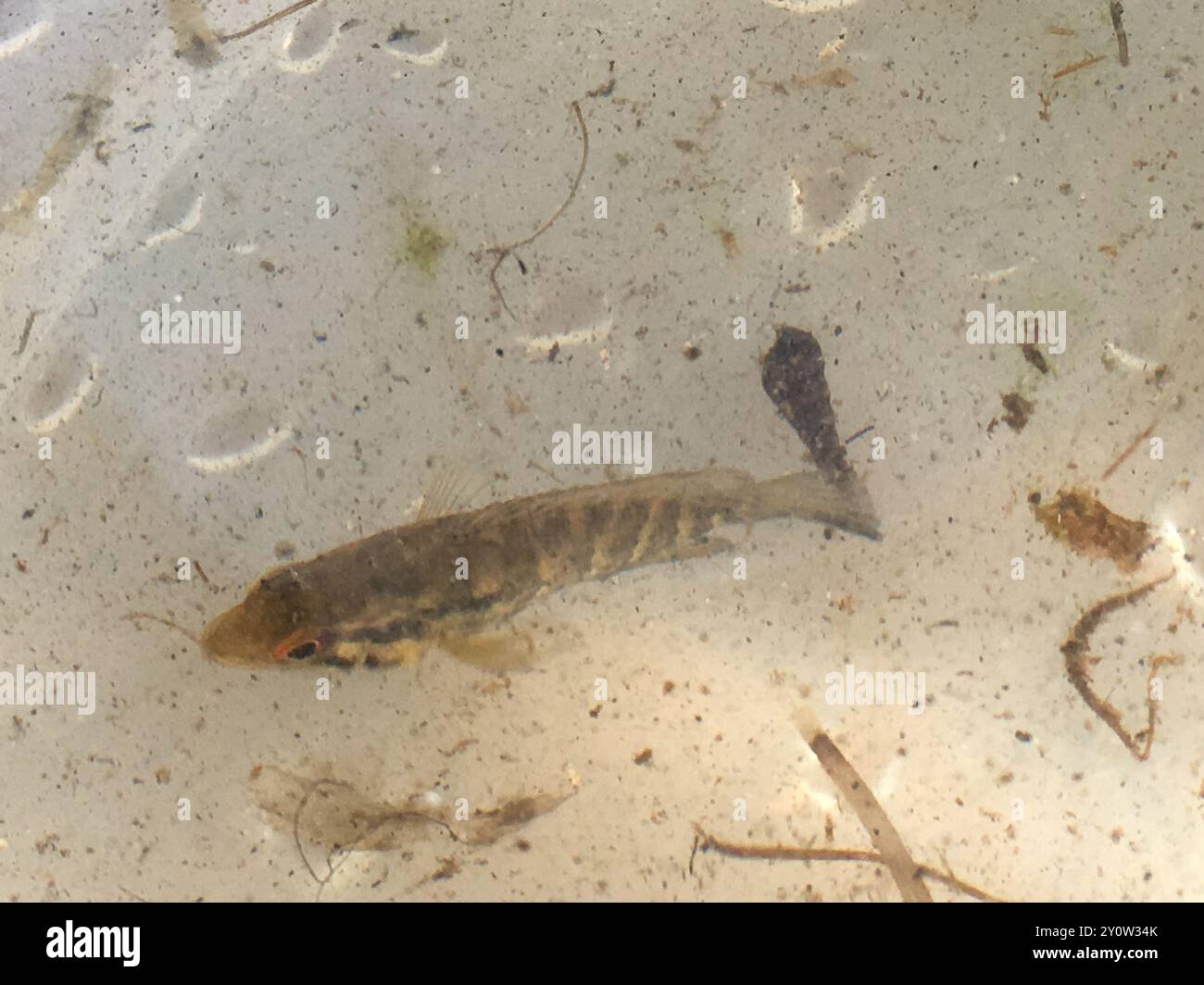 Jaguar Guapote (Parachromis managuensis) Actinopterygii Stock Photo - Alamy