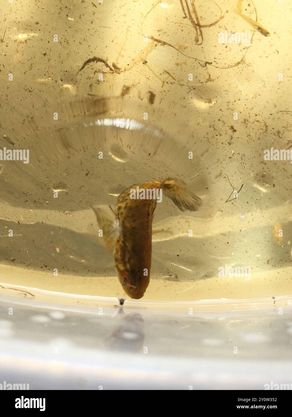 Jaguar Guapote (Parachromis managuensis) Actinopterygii Stock Photo - Alamy