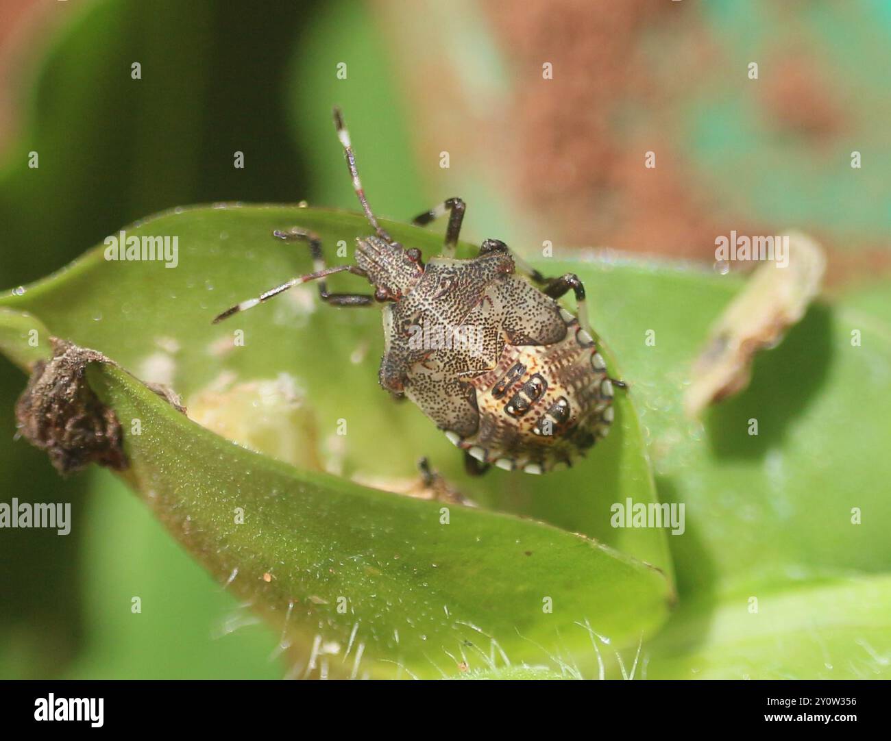 Stink Bugs (Pentatomidae) Insecta Stock Photo - Alamy