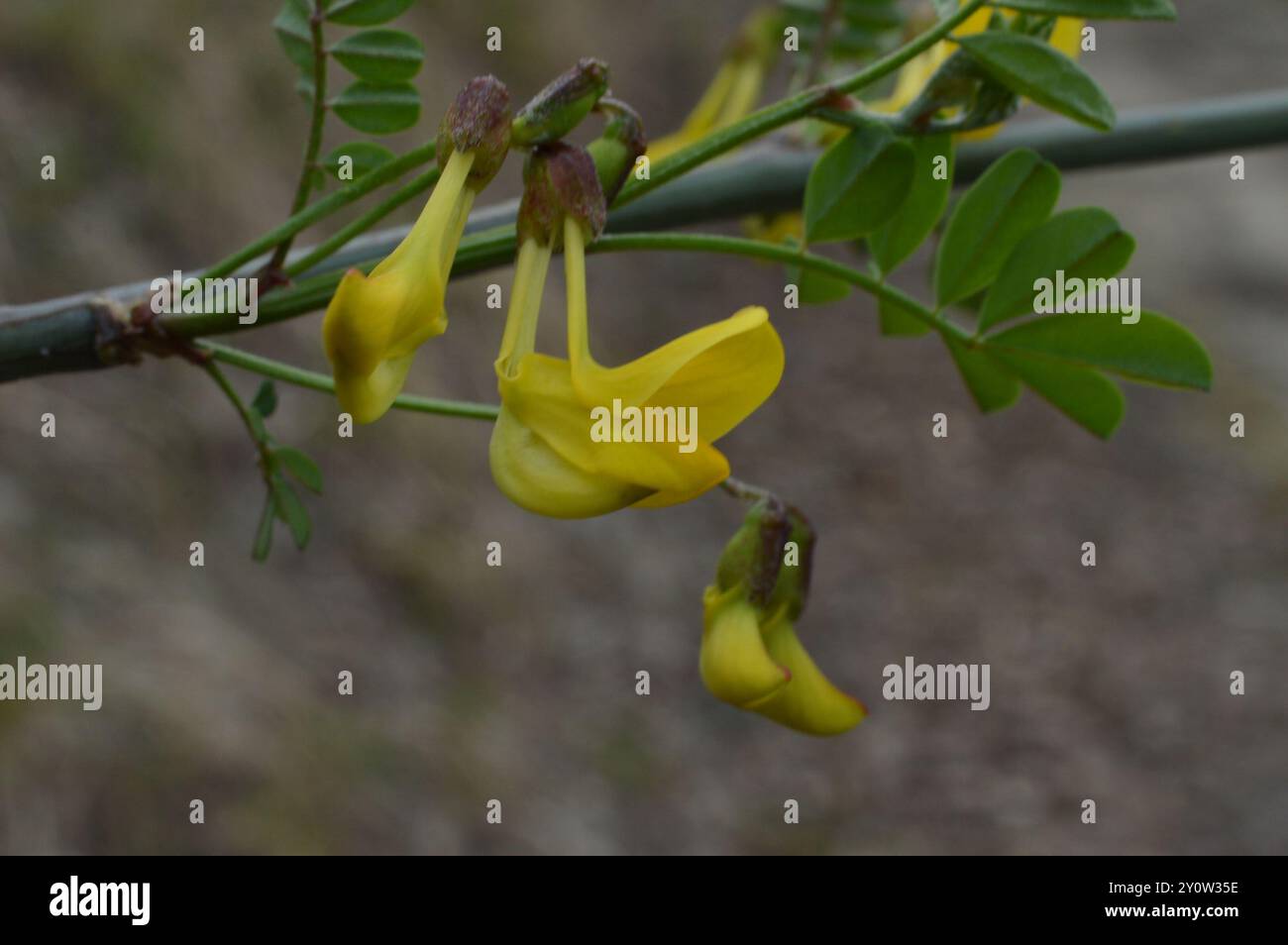 Scorpion Senna (Hippocrepis emerus) Plantae Stock Photo - Alamy