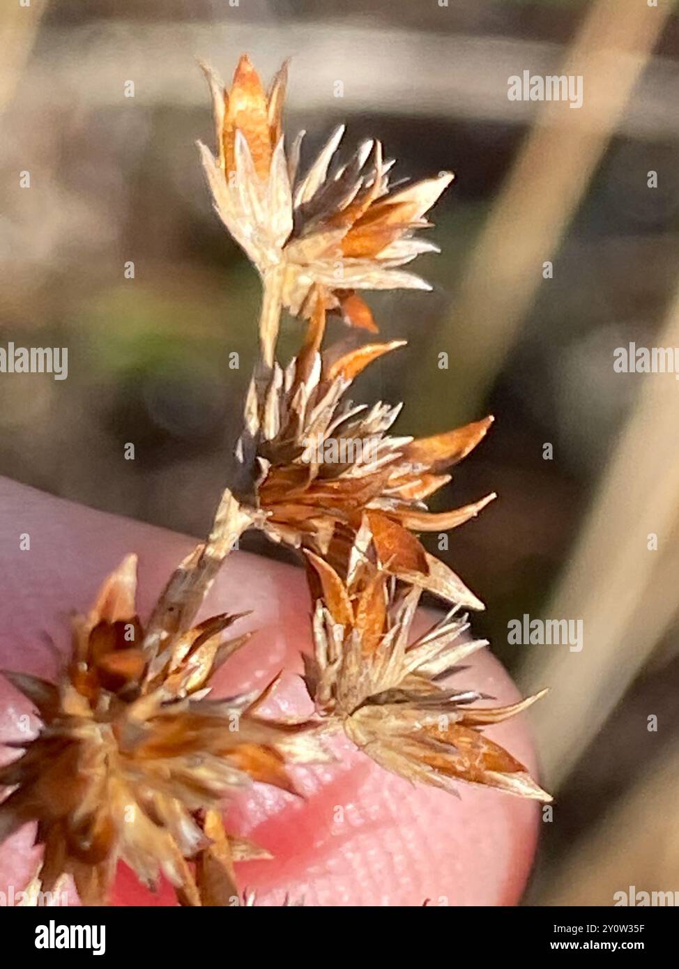 Redpod Rush (Juncus trigonocarpus) Plantae Stock Photo - Alamy