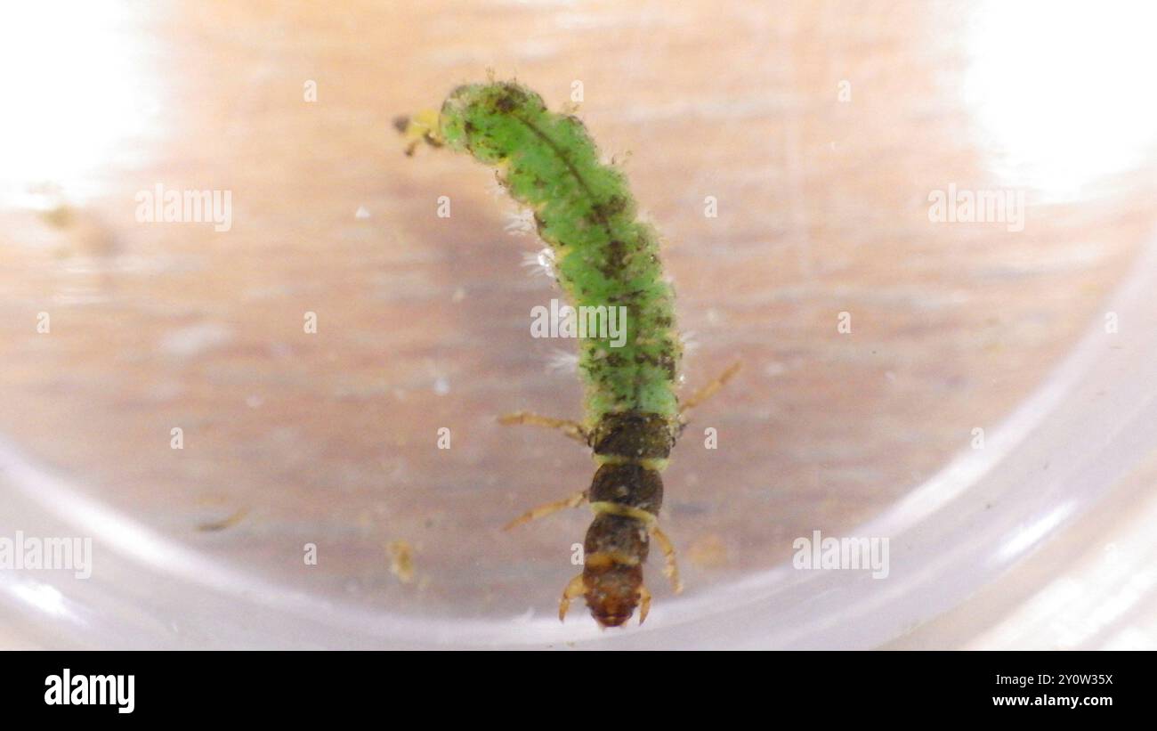 Little Sister Sedges (Cheumatopsyche) Insecta Stock Photo - Alamy