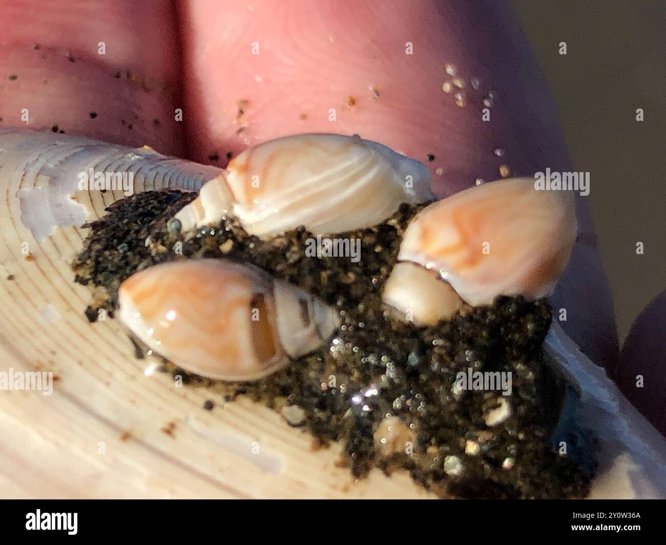 Dwarf Olive Snails (Olivellinae) Mollusca Stock Photo - Alamy