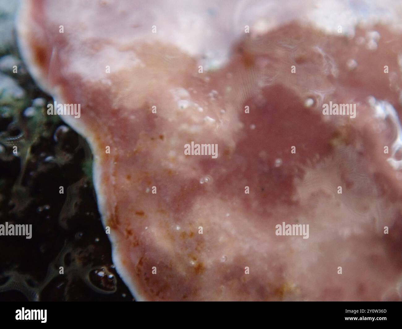 Crustose coralline algae (Lithothamnion) Plantae Stock Photo - Alamy