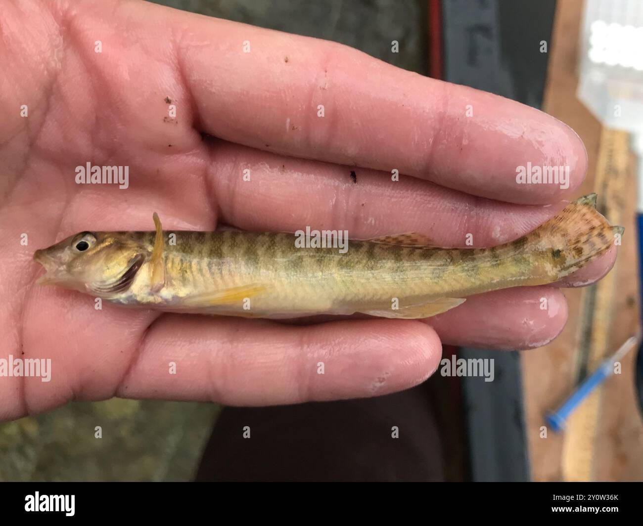 Texas Logperch (Percina carbonaria) Actinopterygii Stock Photo - Alamy