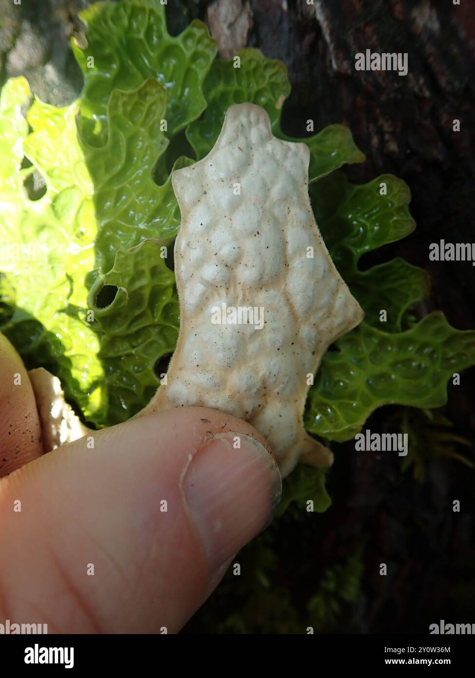 Cabbage Lung Lichen (Lobaria linita) Fungi Stock Photo - Alamy