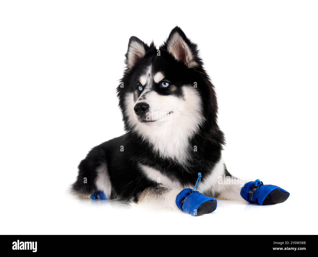 picture of a pomsky in front of white background Stock Photo - Alamy