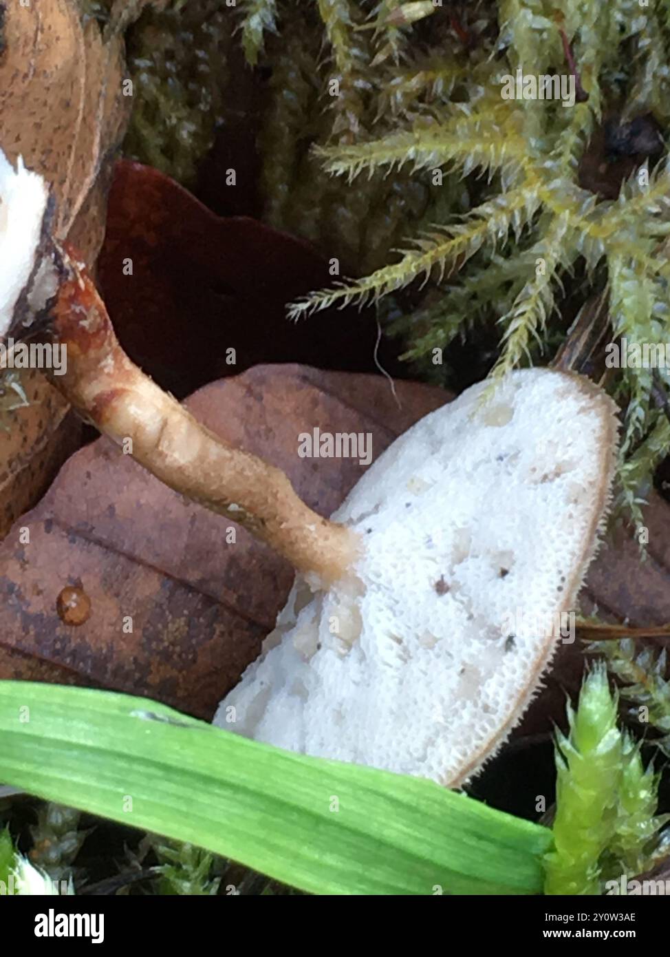 Winter polypore (Lentinus brumalis) Fungi Stock Photo - Alamy