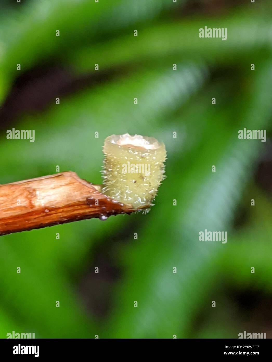 woolly bird's nest fungus (Nidula niveotomentosa) Fungi Stock Photo - Alamy