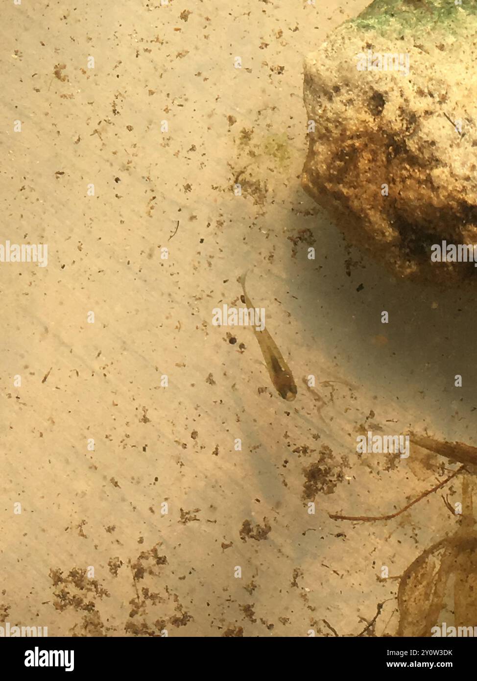 Least Killifish (Heterandria formosa) Actinopterygii Stock Photo - Alamy