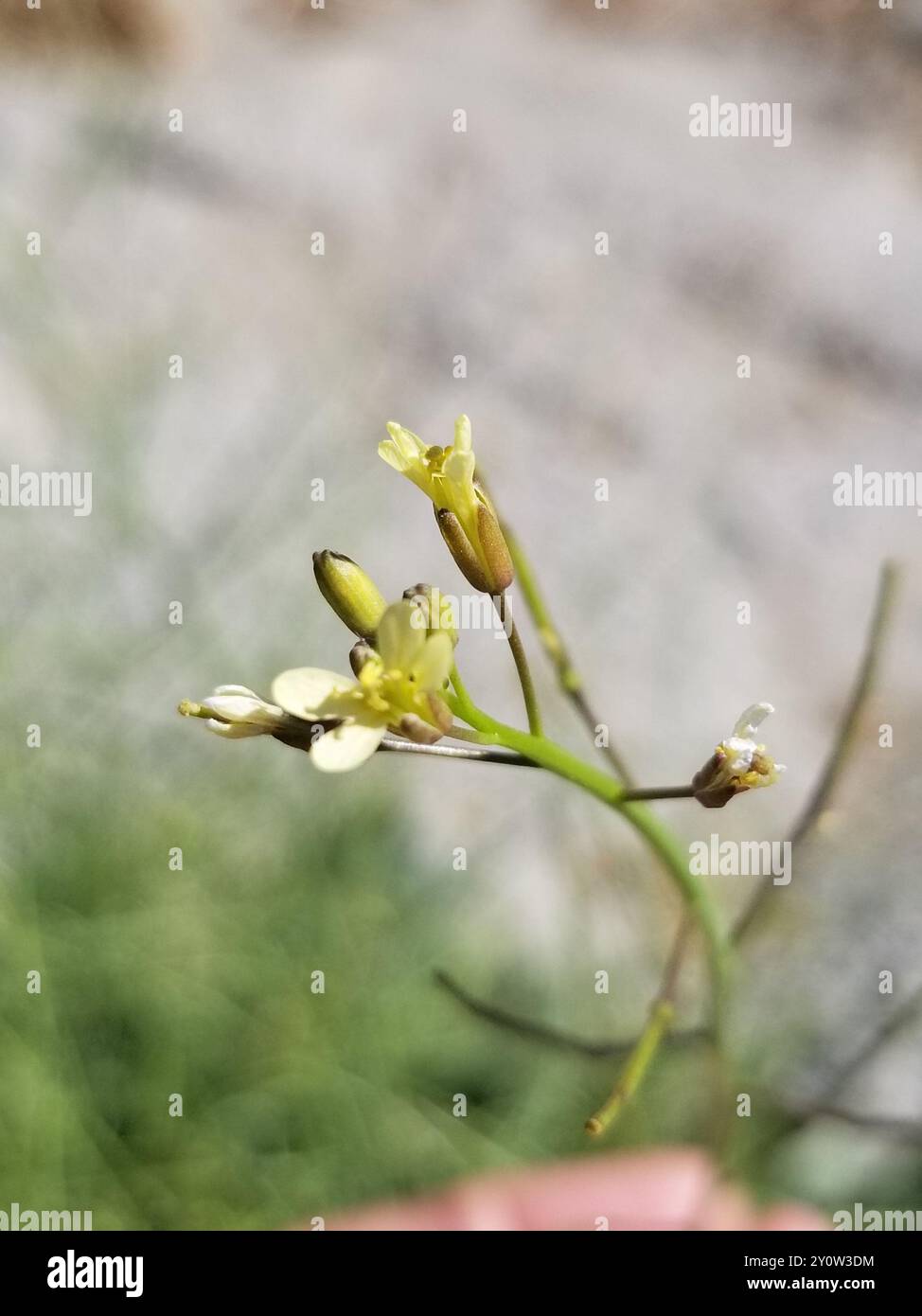 Saharan Mustard (Brassica tournefortii) Plantae Stock Photo - Alamy
