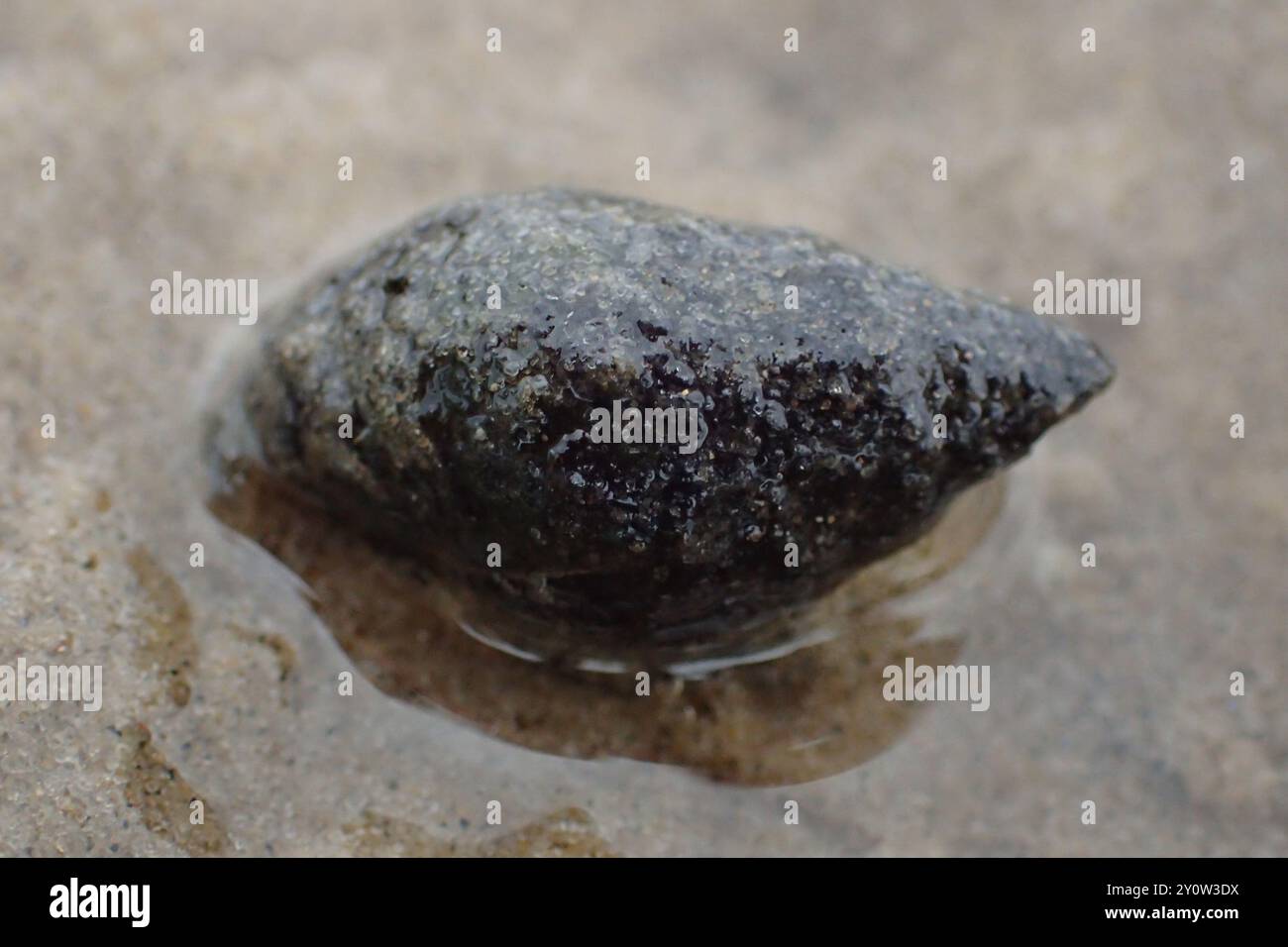Eastern Mudsnail (Ilyanassa obsoleta) Mollusca Stock Photo - Alamy