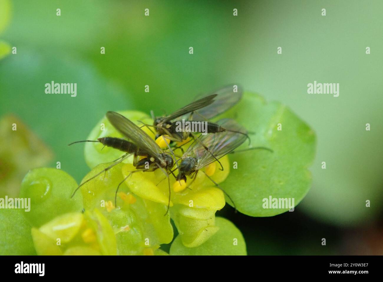 Fungus Gnats and Gall Midges (Sciaroidea) Insecta Stock Photo - Alamy