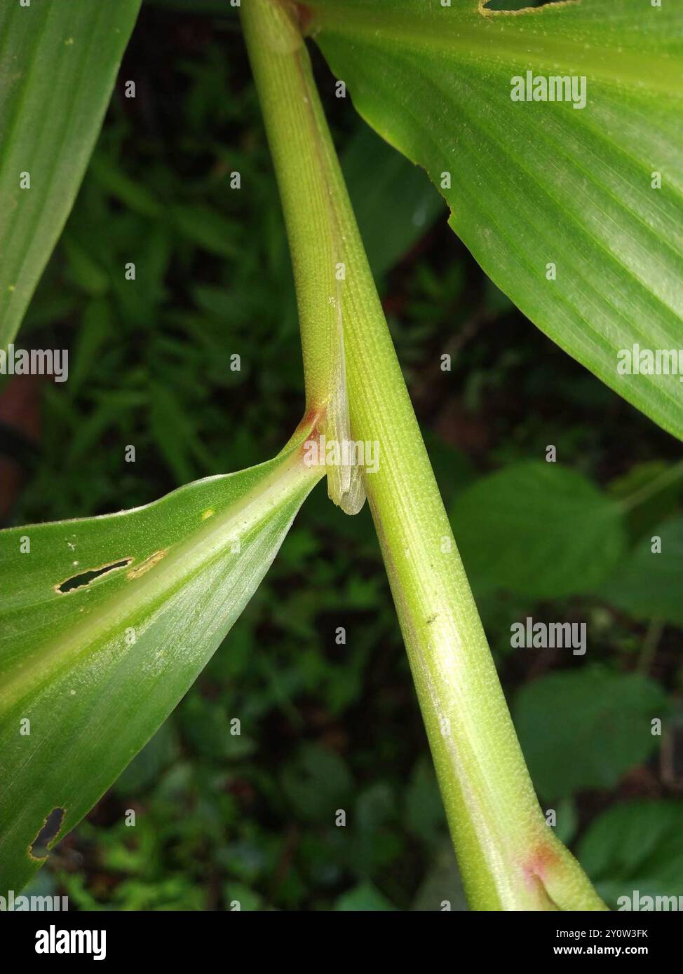 (Zingiber roseum) Plantae Stock Photo - Alamy