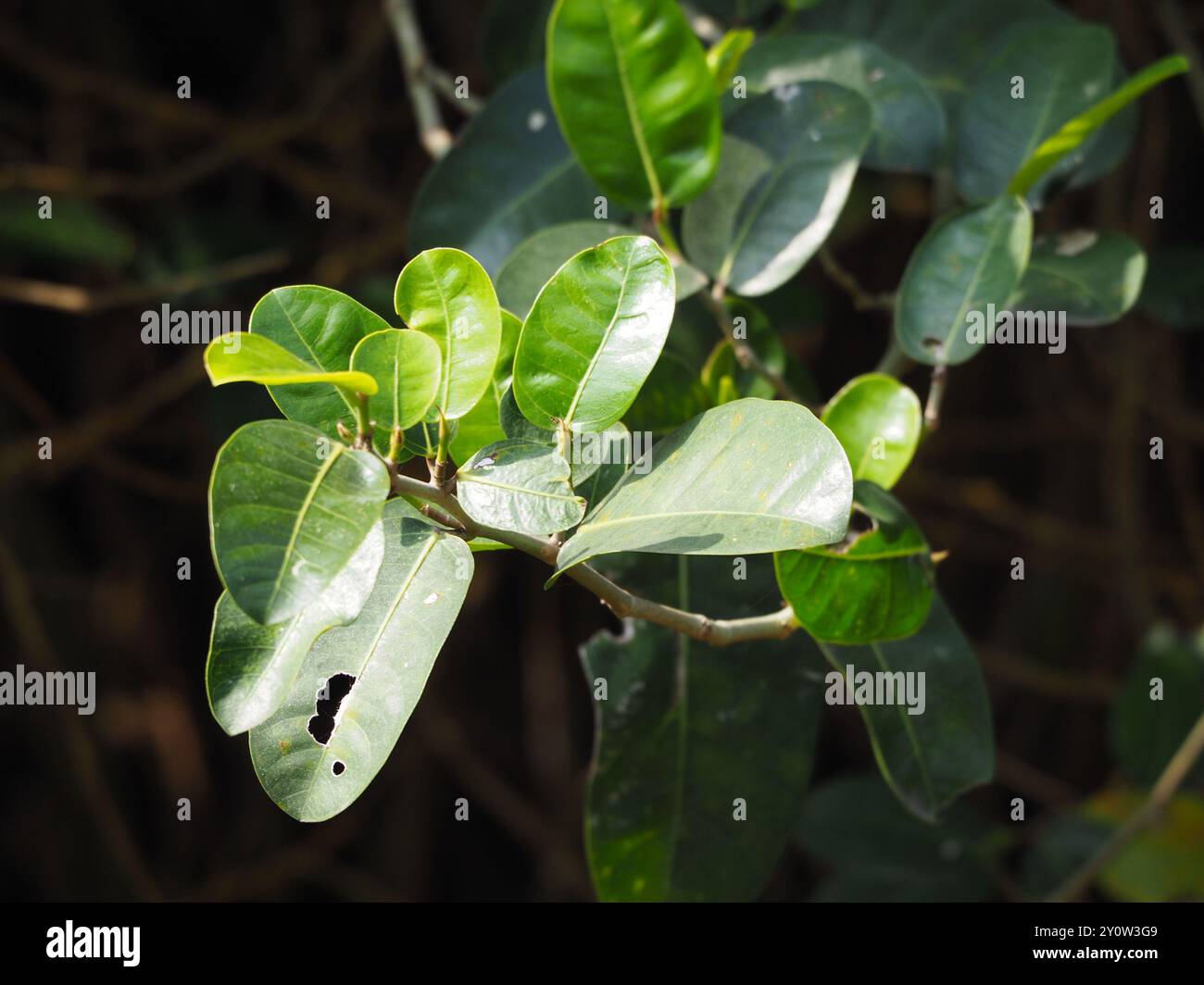 Dye fig (Ficus tinctoria) Plantae Stock Photo - Alamy