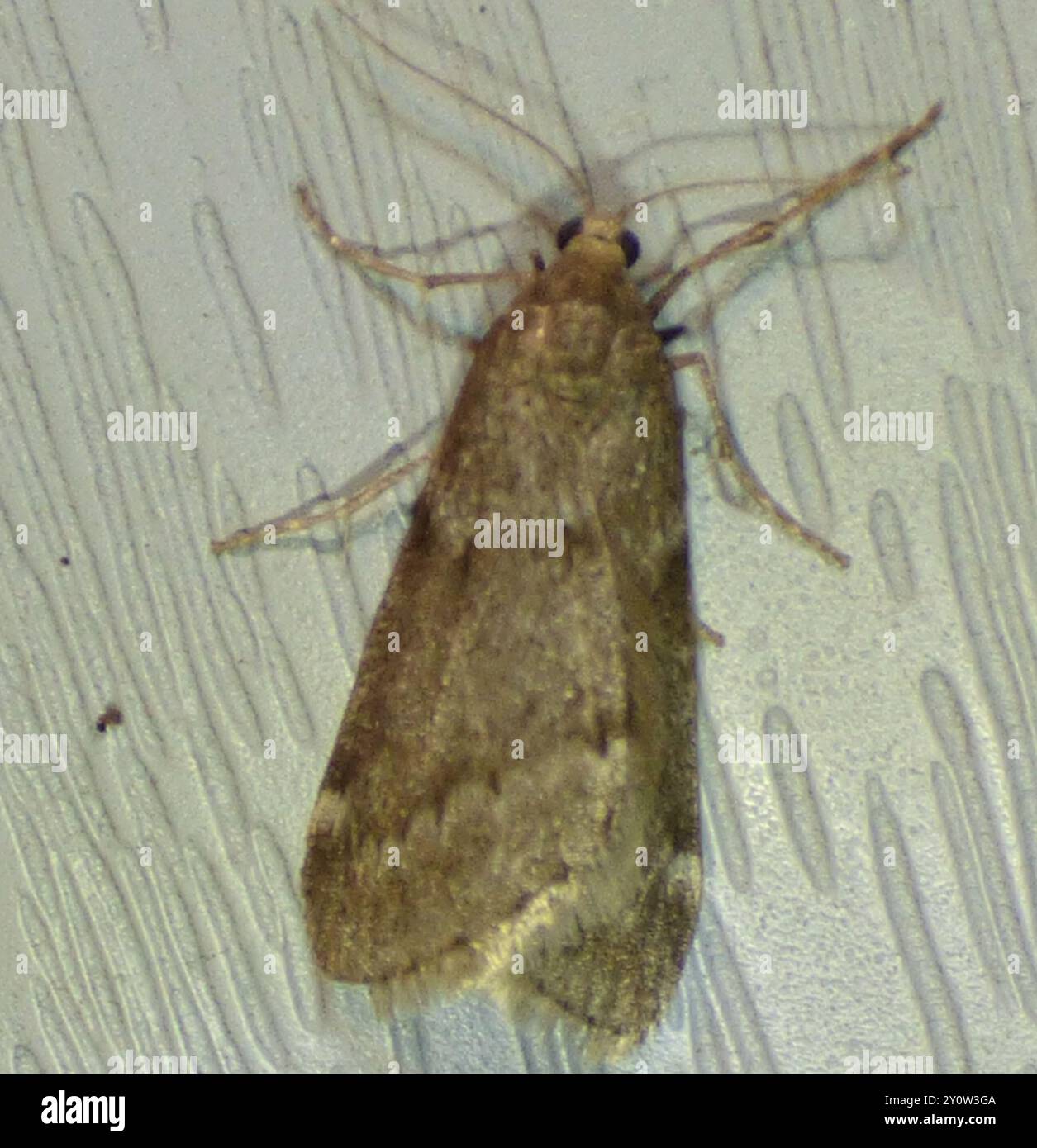 Fall Cankerworm Moth (Alsophila pometaria) Insecta Stock Photo - Alamy