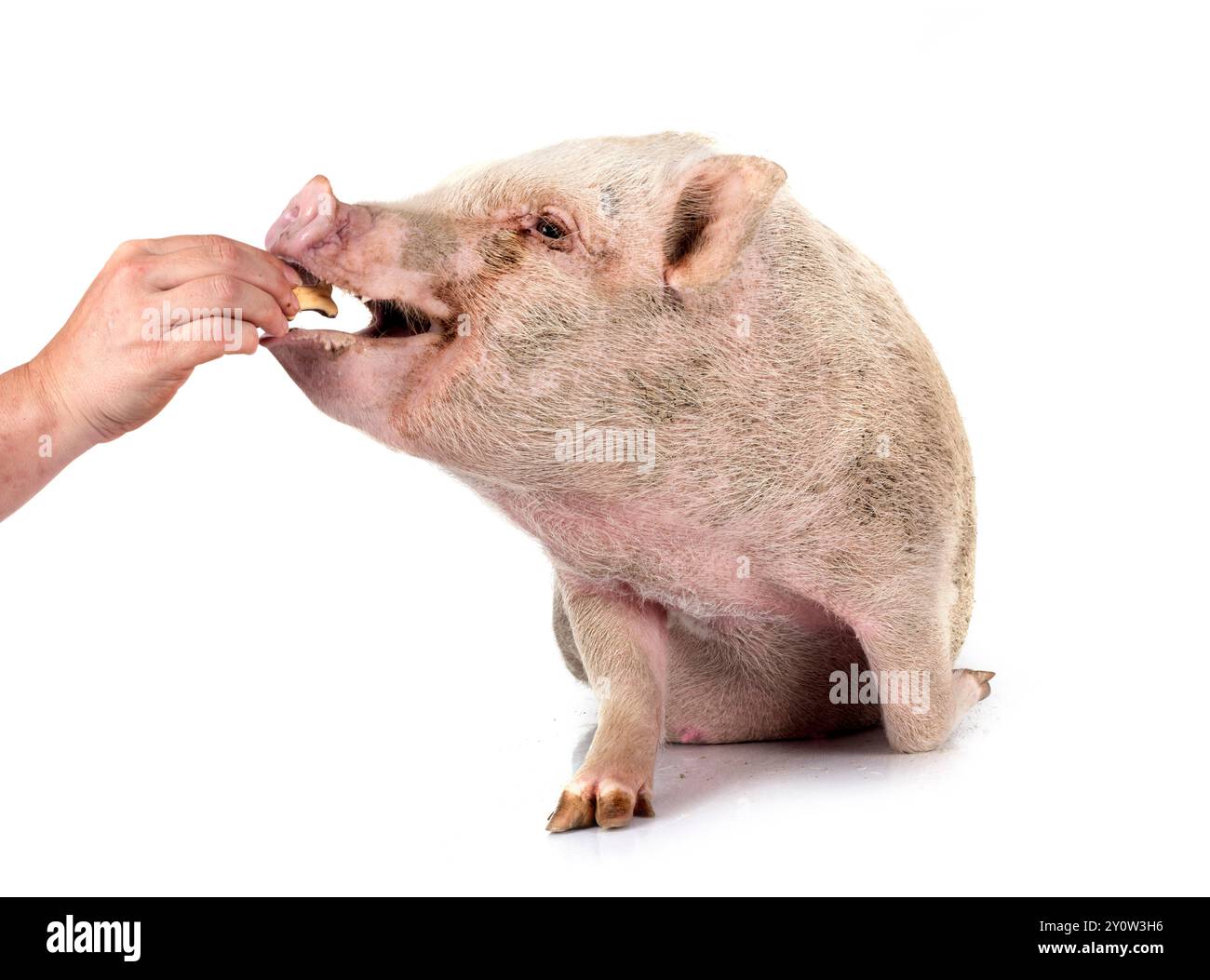 pink miniature pig in front of white background Stock Photo - Alamy