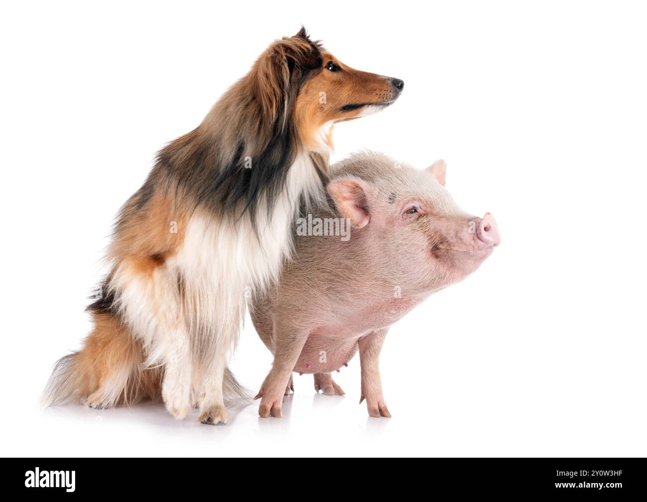 Shetland Sheepdog and pig in front of white background Stock Photo - Alamy
