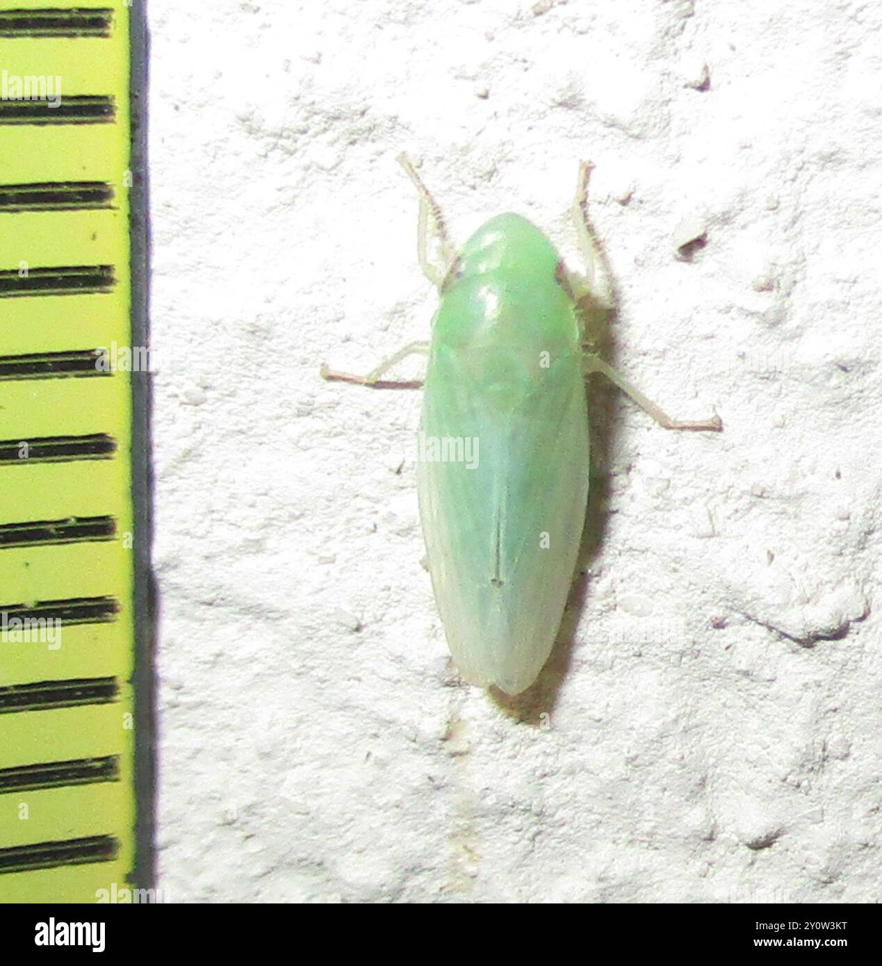Typical Leafhoppers (Cicadellidae) Insecta Stock Photo - Alamy