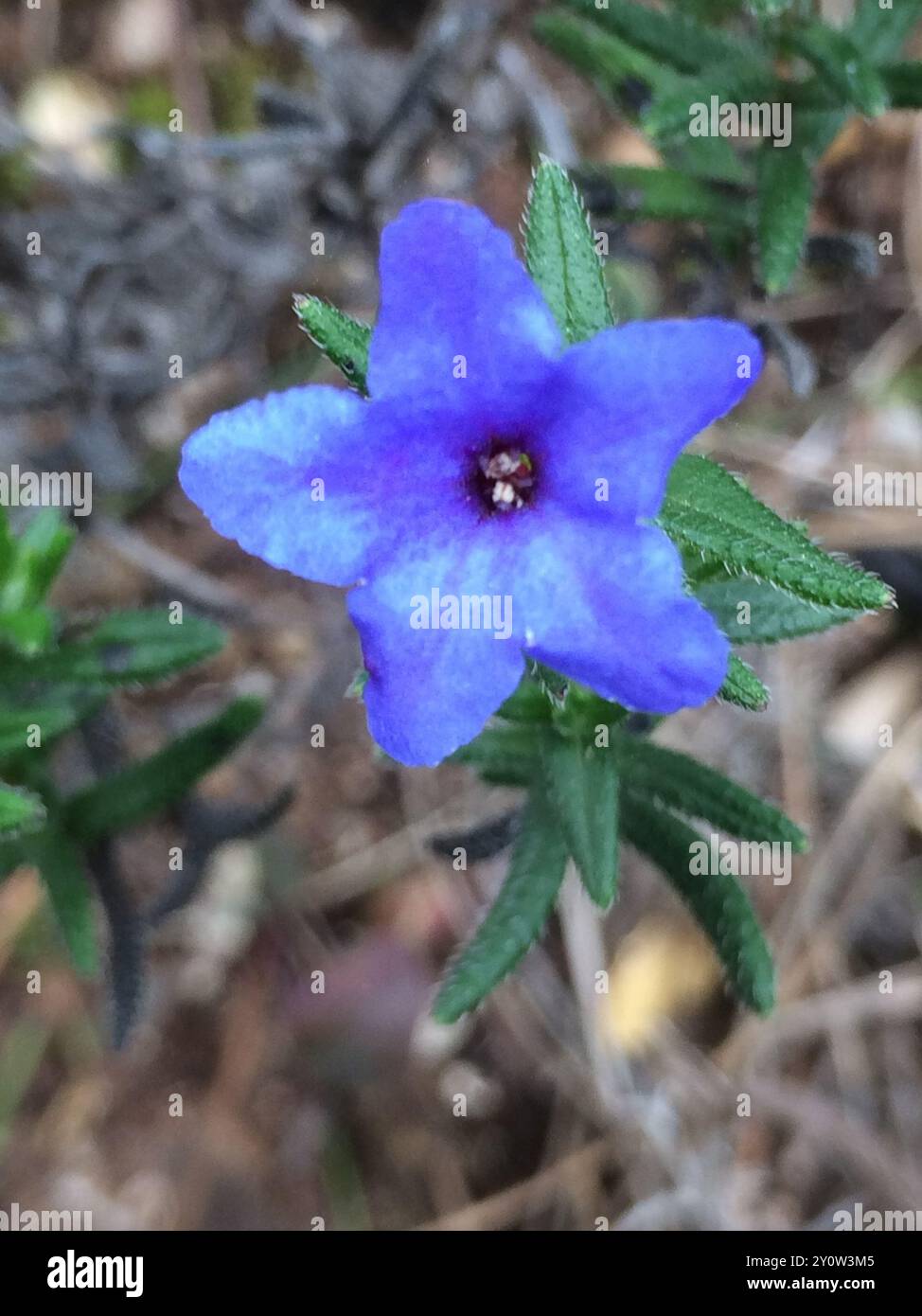 creeping gromwell (Glandora prostrata) Plantae Stock Photo - Alamy