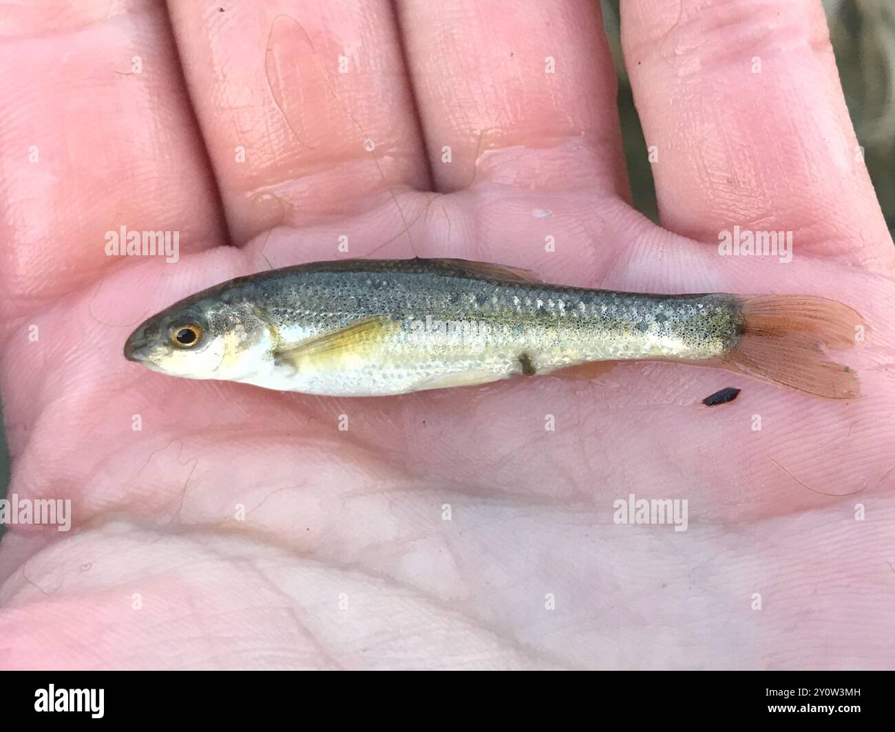 Central Stoneroller (Campostoma anomalum) Actinopterygii Stock Photo ...