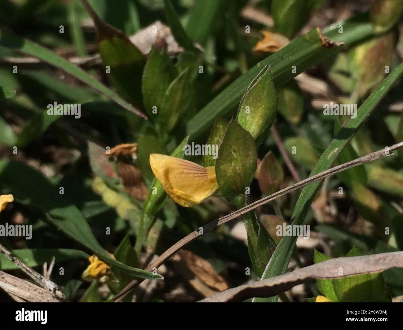 Caterpillar Beans (Zornia) Plantae Stock Photo - Alamy