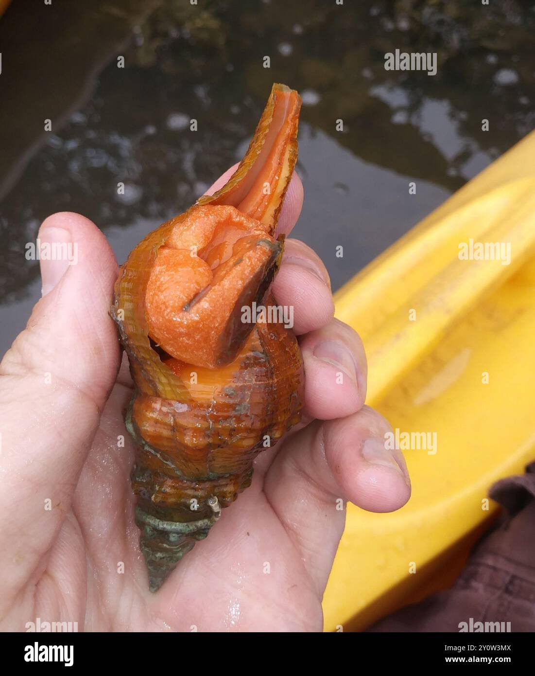 Florida Horse Conch (Triplofusus giganteus) Mollusca Stock Photo - Alamy