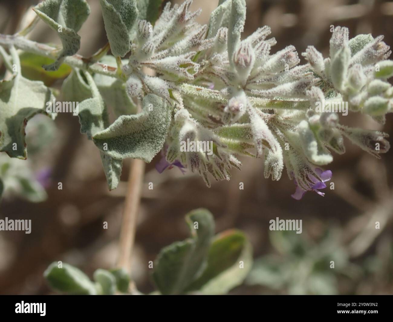 desert lavender (Condea emoryi) Plantae Stock Photo - Alamy