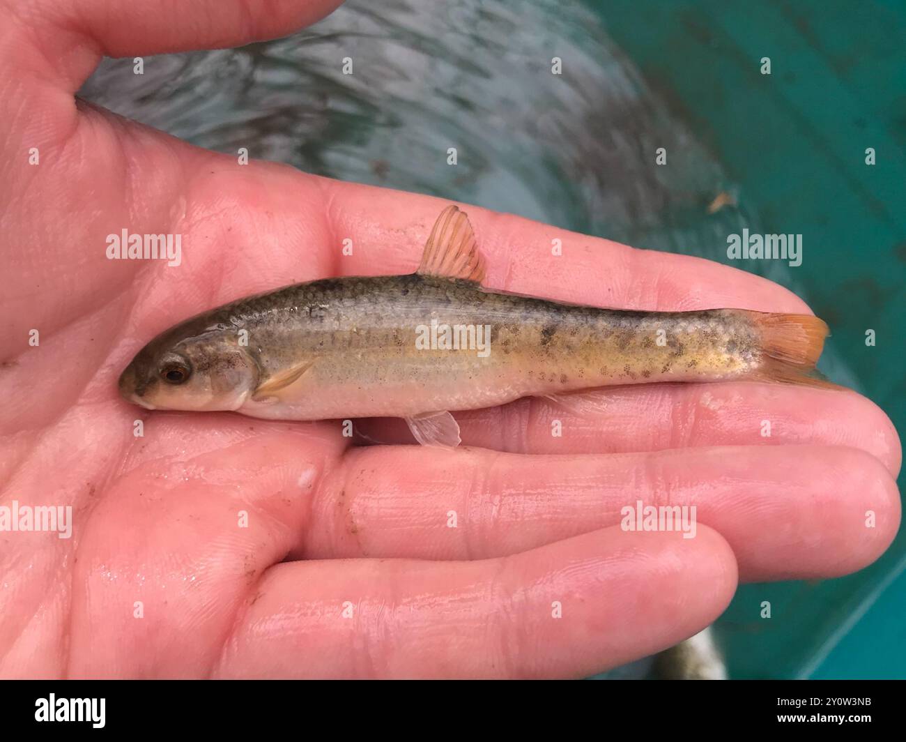 Central Stoneroller (Campostoma anomalum) Actinopterygii Stock Photo ...