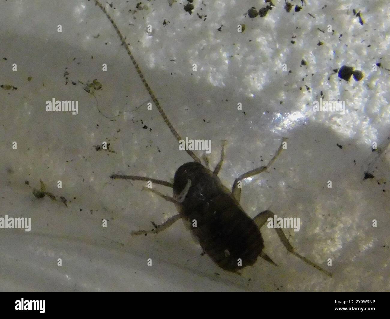 Cockroaches and Termites (Blattodea) Insecta Stock Photo - Alamy