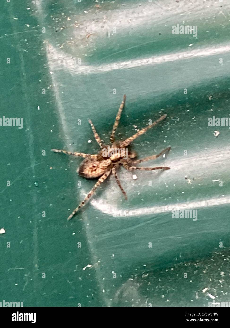 Buzzing Spider (Anyphaena accentuata) Arachnida Stock Photo - Alamy