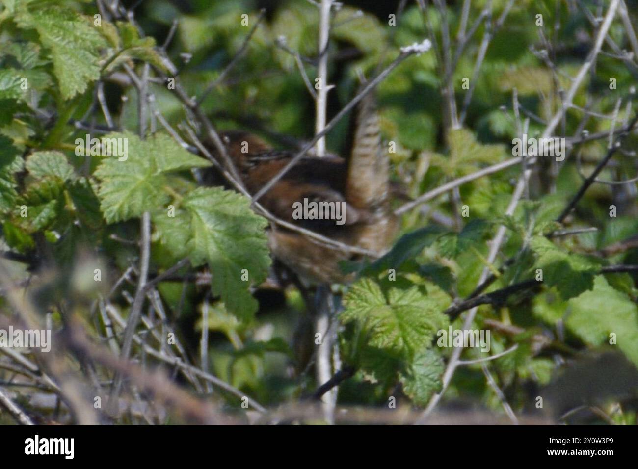 Marsh Wren (Cistothorus palustris) Aves Stock Photo - Alamy