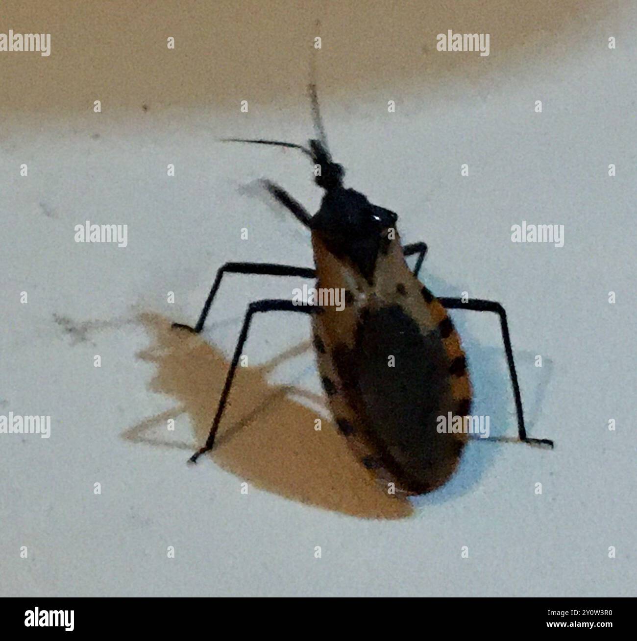 Kissing Bugs (Triatominae) Insecta Stock Photo - Alamy