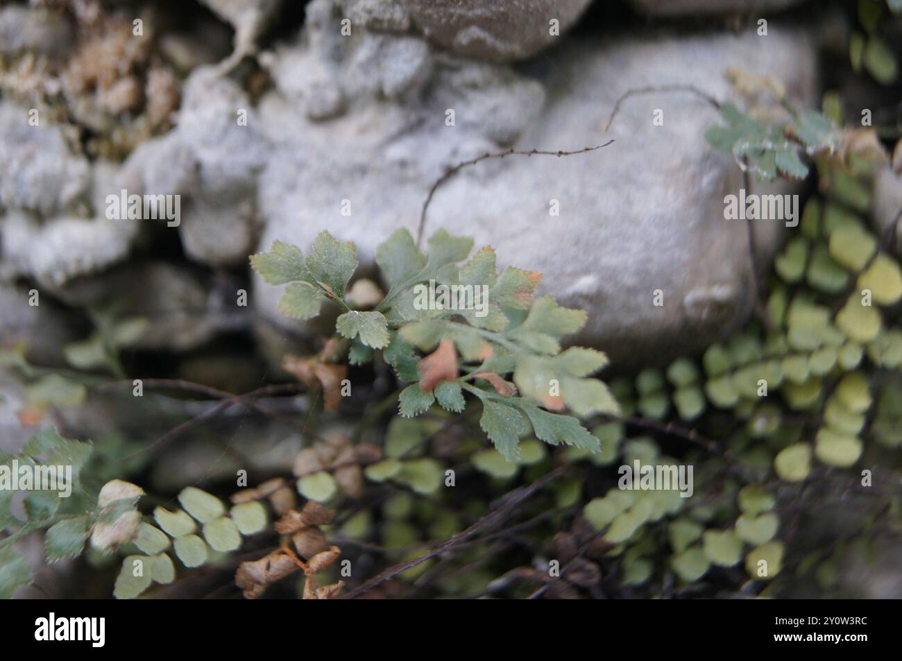 (Asplenium ruta-muraria ruta-muraria) Plantae Stock Photo - Alamy