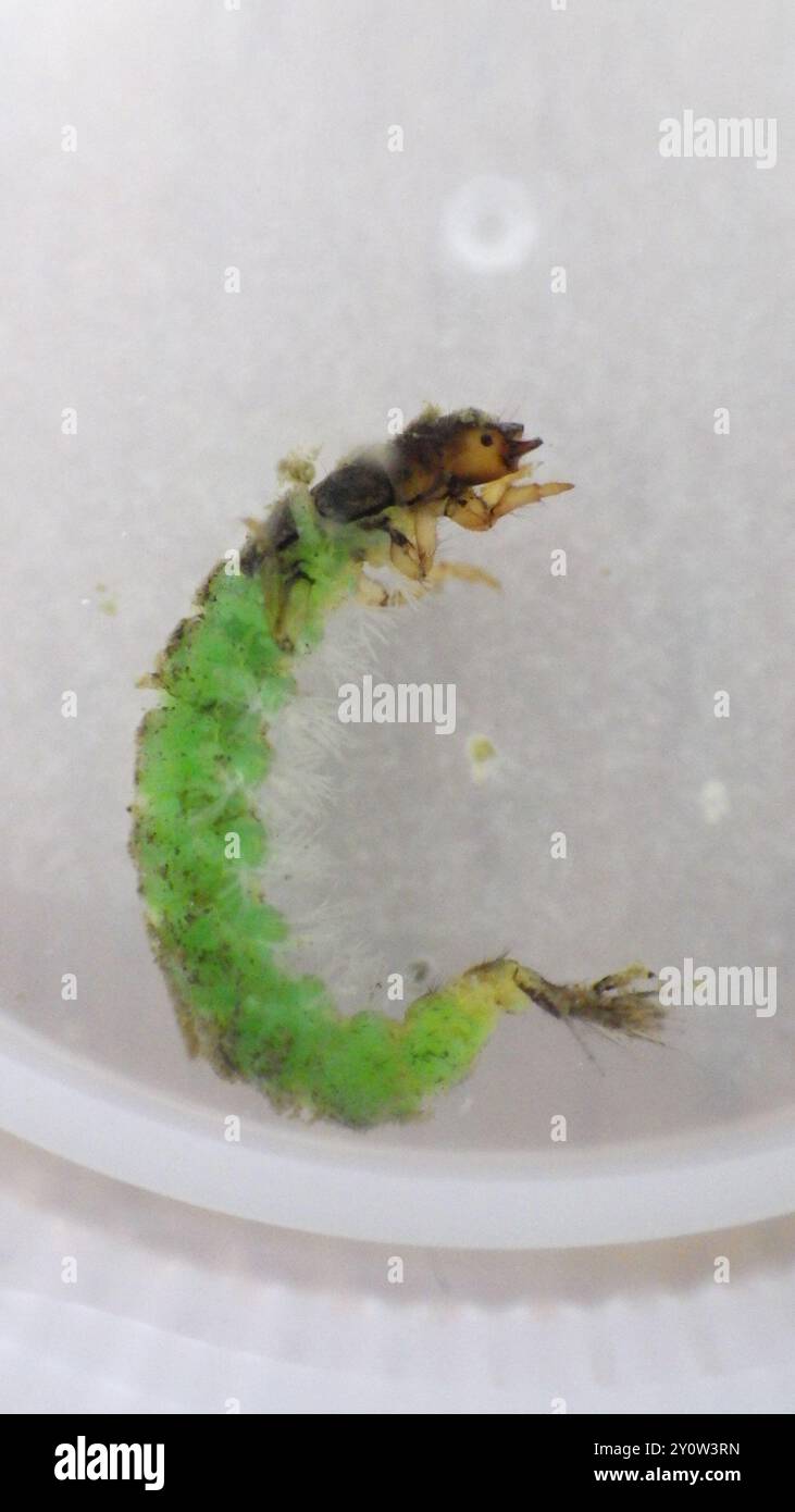 Little Sister Sedges (Cheumatopsyche) Insecta Stock Photo - Alamy