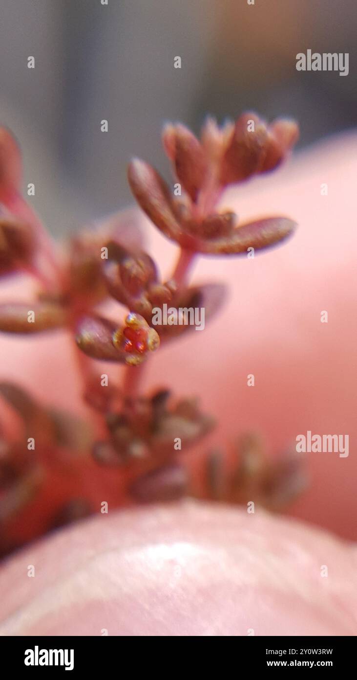 sand pygmyweed (Crassula connata) Plantae Stock Photo - Alamy