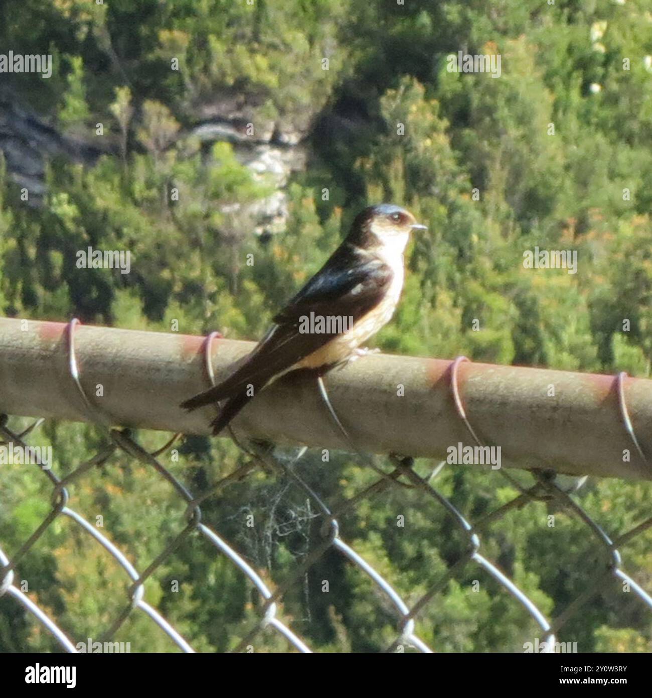 Tree Martin (Petrochelidon nigricans) Aves Stock Photo - Alamy