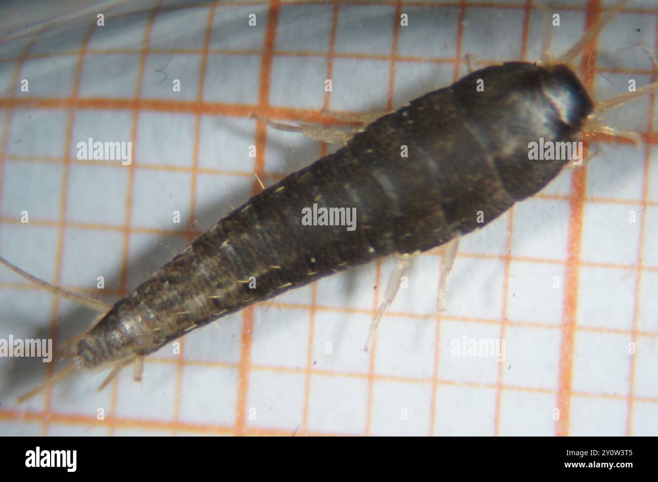 Common Silverfish (Lepisma saccharinum) Insecta Stock Photo - Alamy
