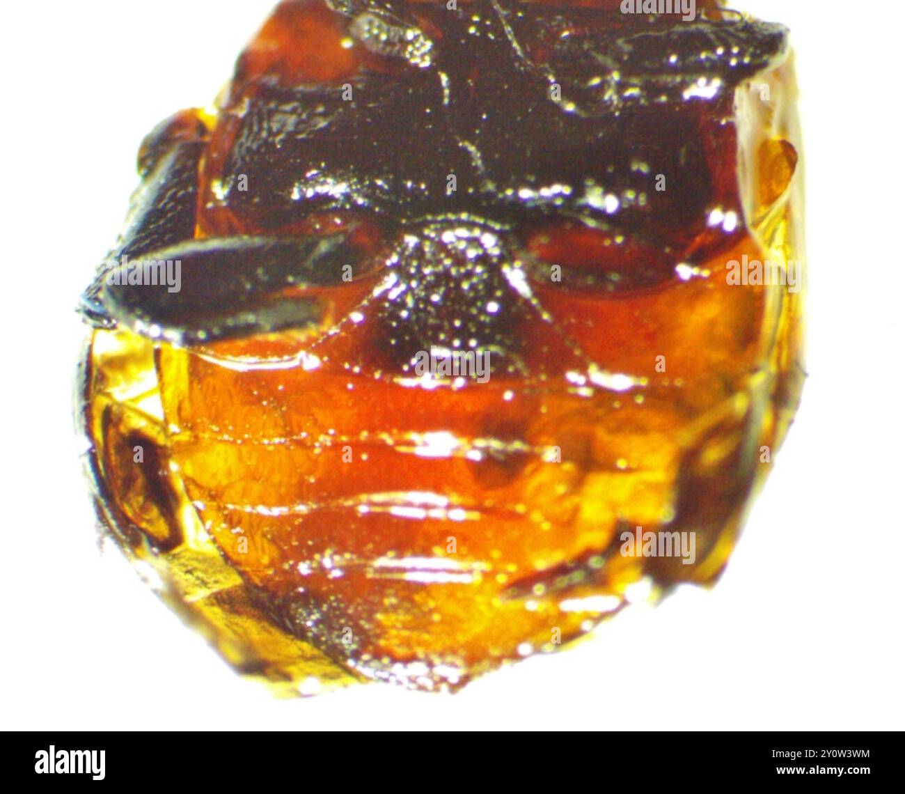 Twice-stabbed Lady Beetle (Chilocorus stigma) Insecta Stock Photo - Alamy