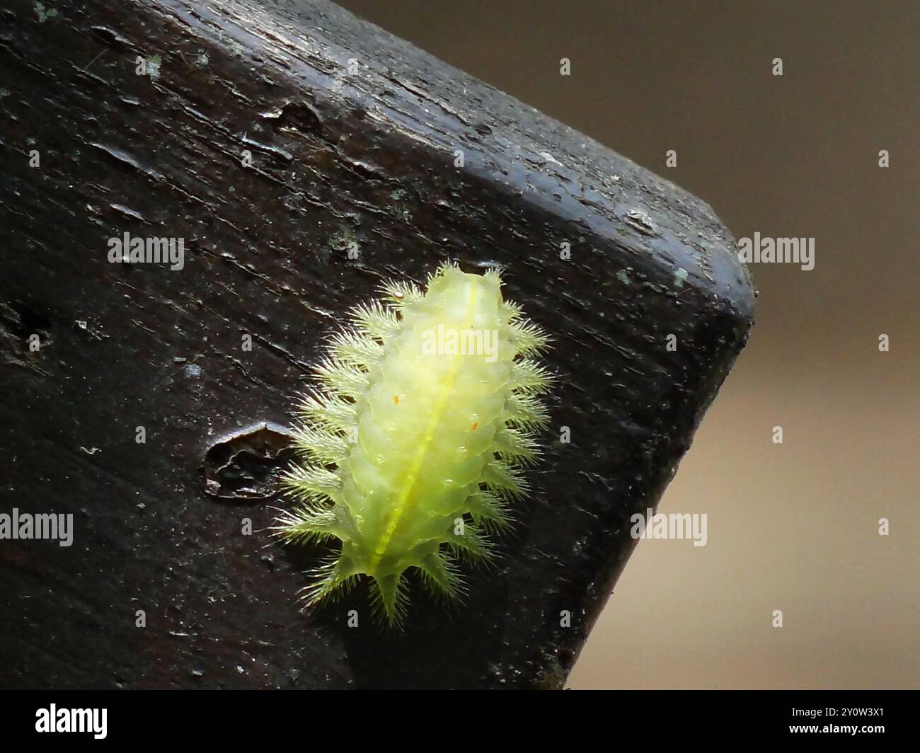 (Thosea sinensis) Insecta Stock Photo - Alamy