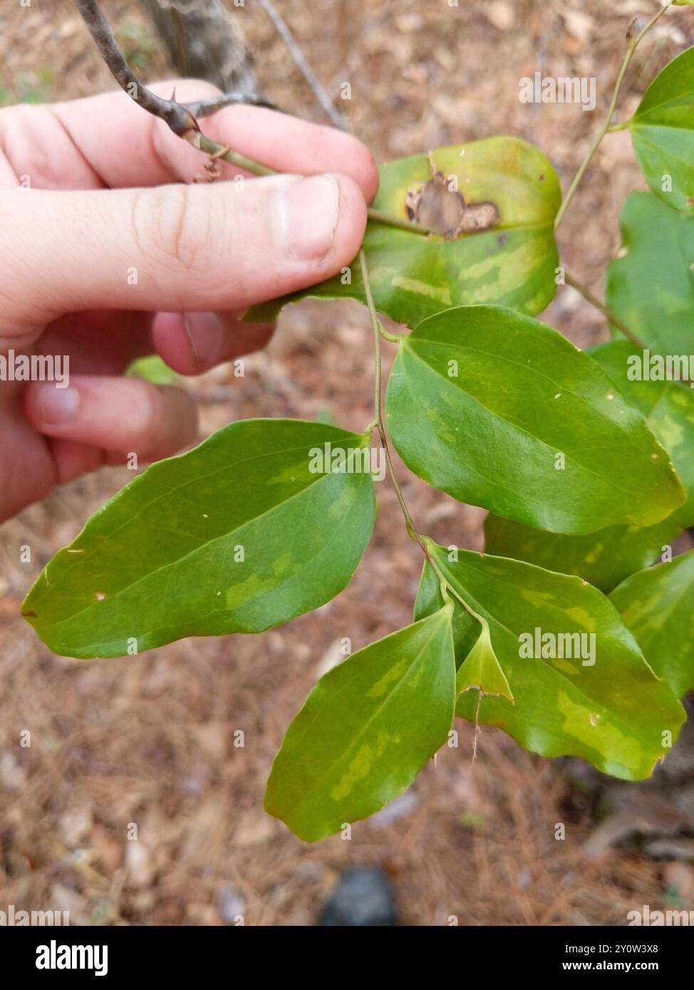 Lanceleaf Greenbrier (Smilax smallii) Plantae Stock Photo - Alamy