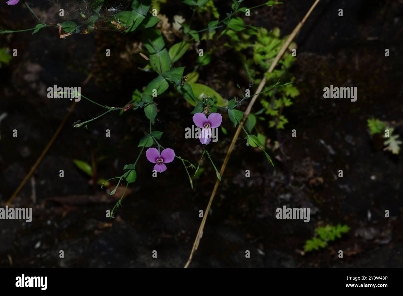 Spreading Canscora (Canscora diffusa) Plantae Stock Photo - Alamy